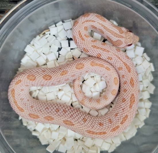Super Arctic Albino Conda 50% Het Sable Western Hognose by SoCalHerps