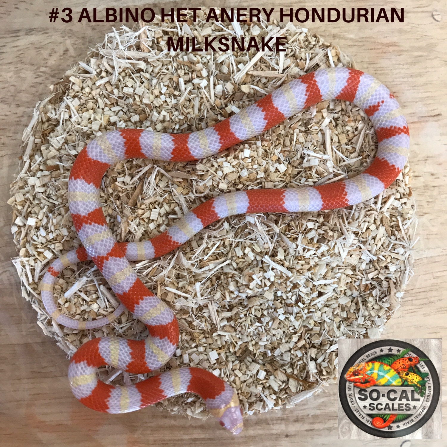 2019 Male Albino Het Anery Honduran Milk Snake by Reptile Makers ...
