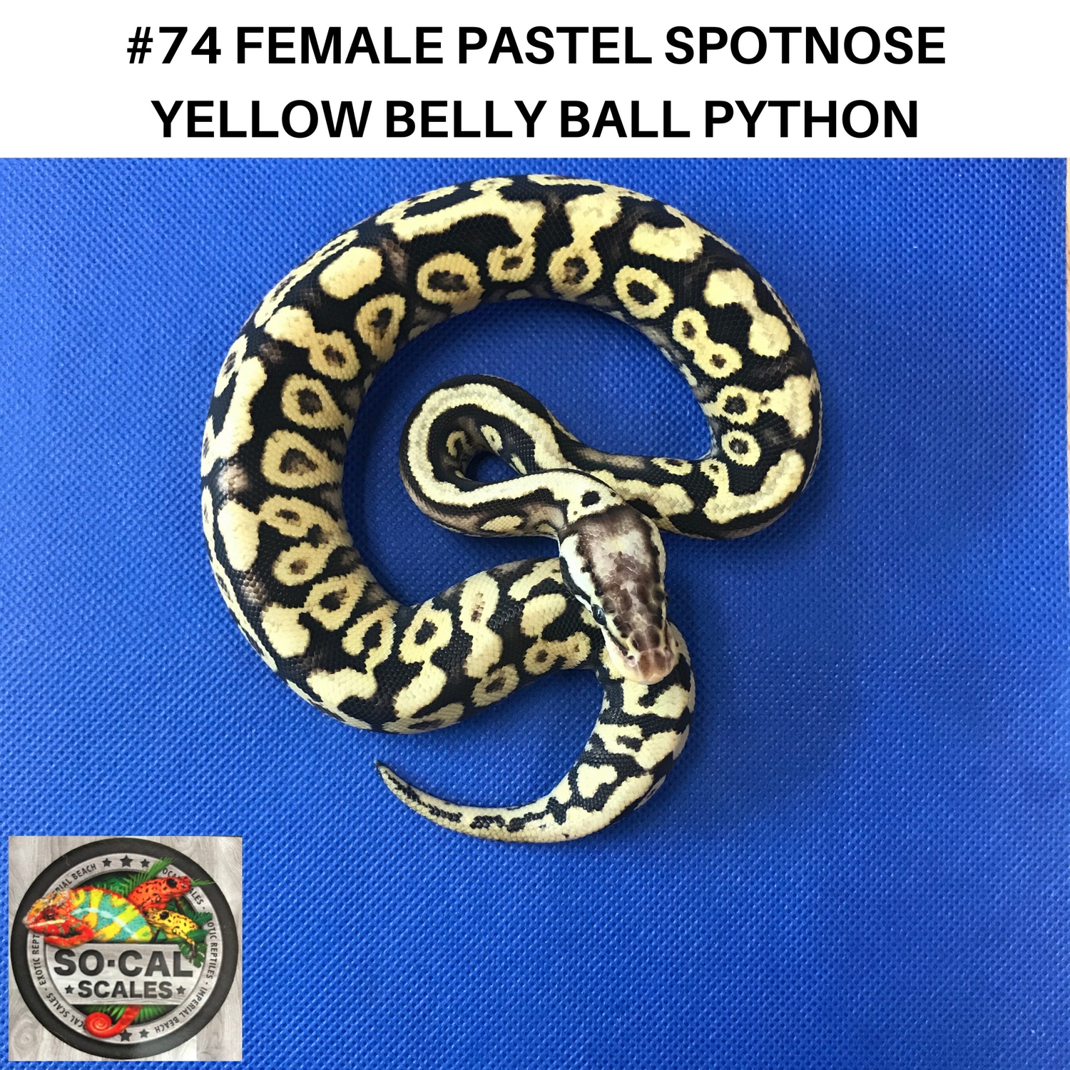 Pastel Spotnose Yellow Belly Ball Python by Reptile Makers - MorphMarket