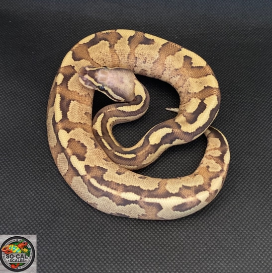 Vanilla Cream Ball Python by Reptile Makers