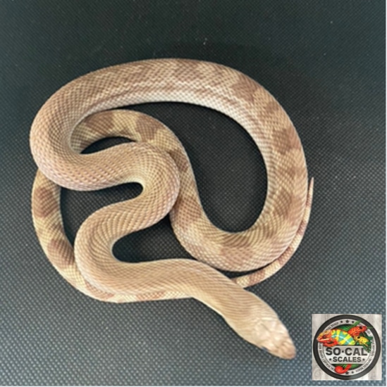 DH Leucistic/Patternless Southern Pine Snake by Reptile Makers