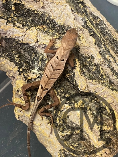 Peruvian Dead Leaf Lizard (Stenocercus Fimbriatus) More Lizard by ...