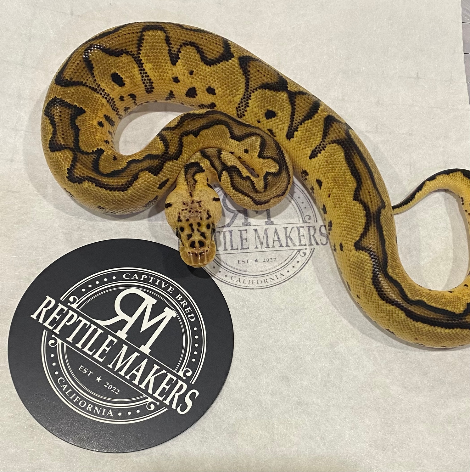 Pastel Leopard Clown Ball Python by Reptile Makers - MorphMarket