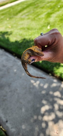 Crested Gecko by SoCal Setae & Shells