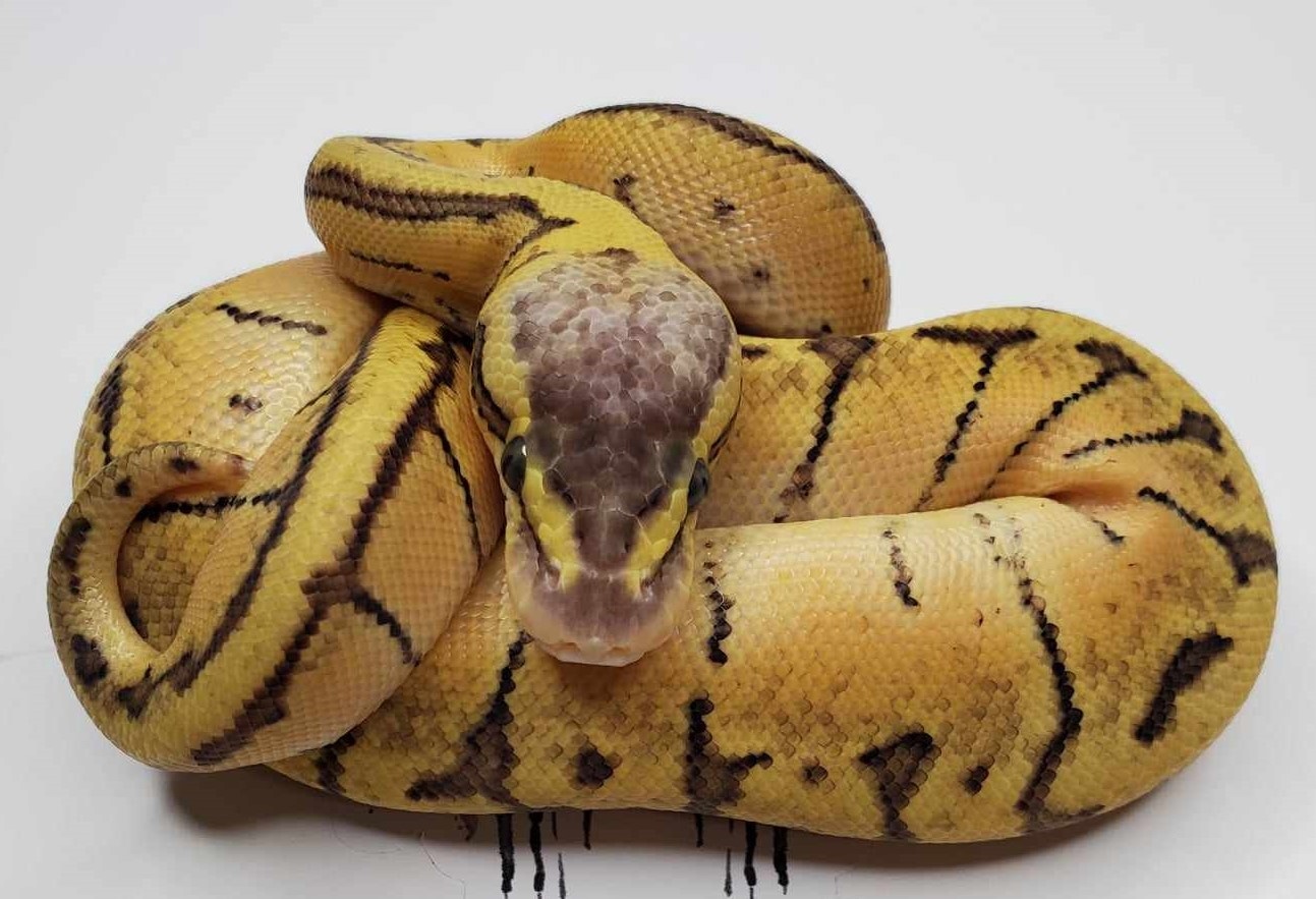 Pastel, Enchi, Pinstripe, Pos YB, 100% DG, 100% Hypo Ball Python by ...
