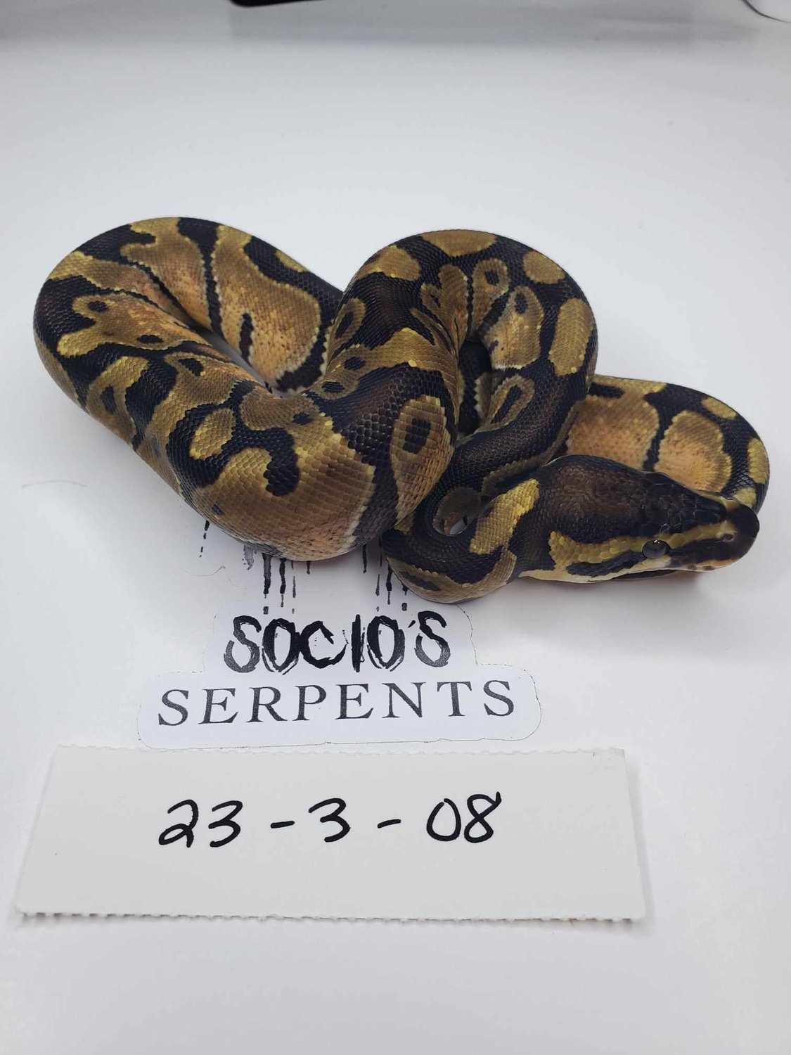 Enchi, 100% DG, 100% Hypo Ball Python by Socio's Serpents - MorphMarket