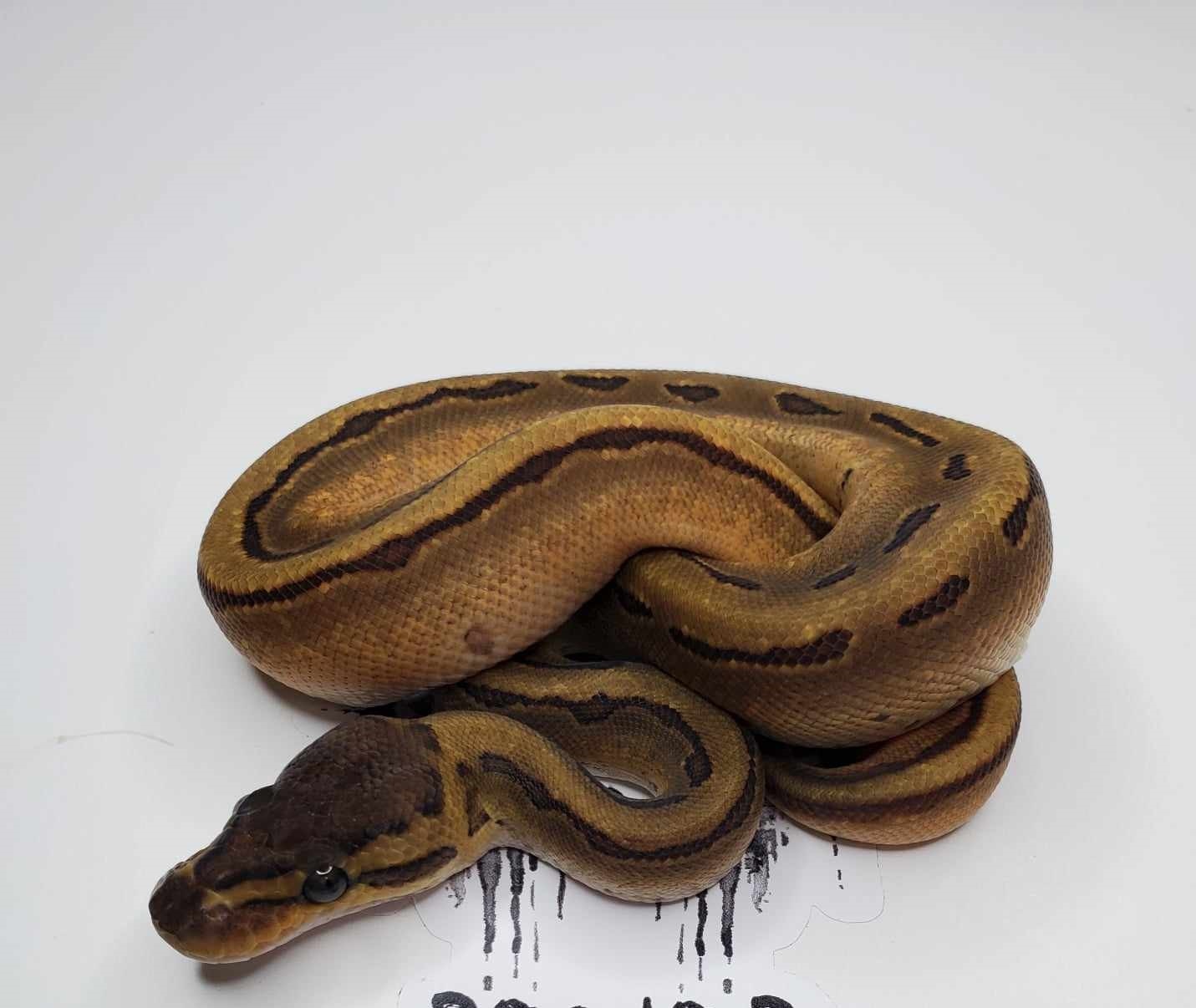 Blackhead, Enchi, YB, Pinstripe, 100% DG, 100% Hypo Ball Python by ...
