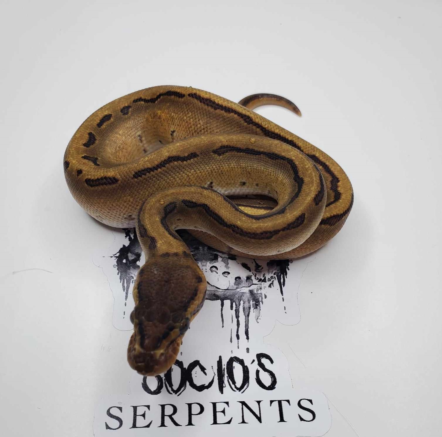 Blackhead, Enchi, YB, Pinstripe, 100% DG, 100% Hypo Ball Python by ...