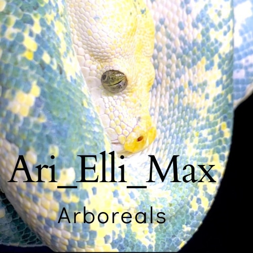 Green Tree Python Clutch: SC-23-03 by Ari_Elli_Max_Arboreals - MorphMarket