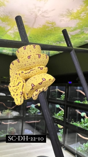 High Yellow Designer GTP Green Tree Python by Ari_Elli_Max_Arboreals