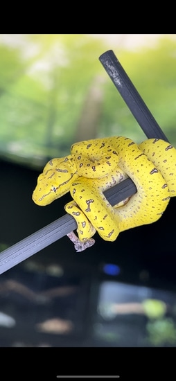 Manok X Aru USCBB Green Tree Python by Ari_Elli_Max_Arboreals