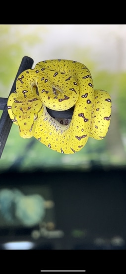 Manok X Aru Neo USCBB Green Tree Python by Ari_Elli_Max_Arboreals
