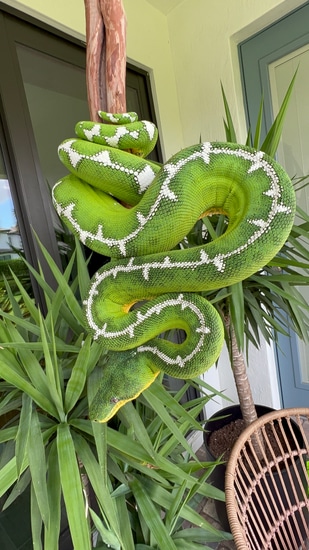 Amazon Basin Amazon Basin Tree Boa by Ari_Elli_Max_Arboreals