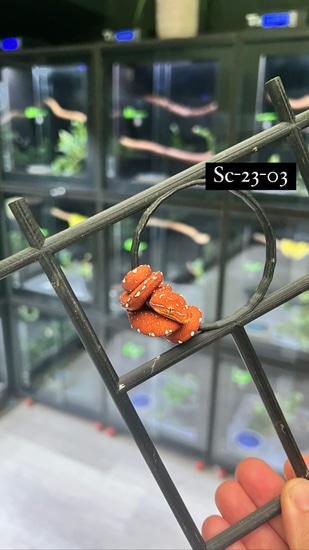 High Yellow Designer Green Tree Python by Ari_Elli_Max_Arboreals