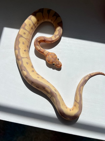 Banana Clown Ball Python by Ari_Elli_Max_Arboreals