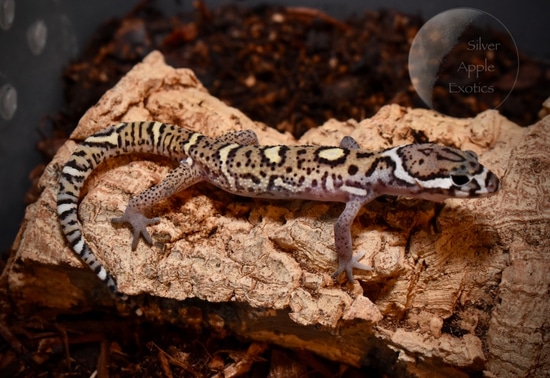 Aberrant Coleonyx Mitratus More Gecko by Silver Apple Exotics, LLC