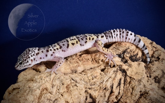 Pure E. M. Montanus -- Price Reduced! Leopard Gecko by Silver Apple ...