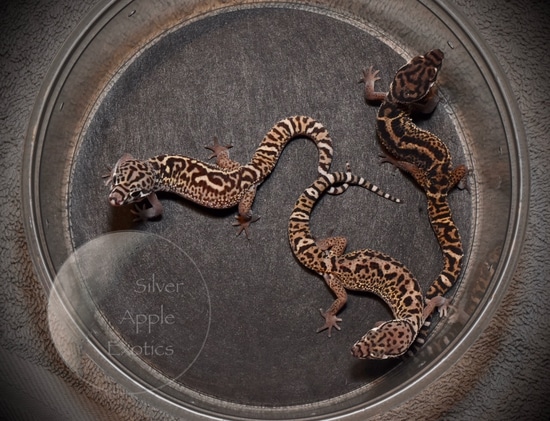 Coleonyx Mitratus Breeding Trio More Gecko by Silver Apple Exotics, LLC