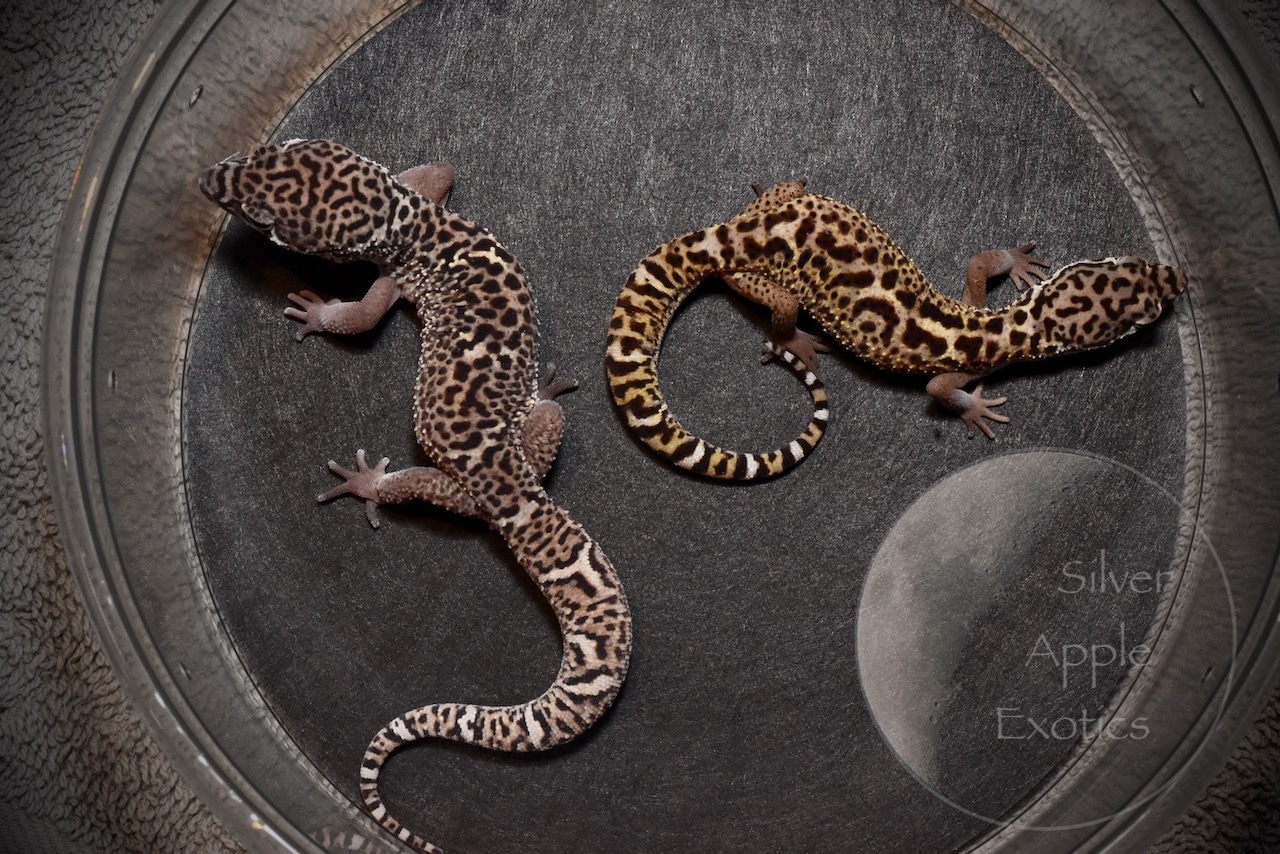 Coleonyx Mitratus Breeding Pair More Gecko by Silver Apple Exotics, LLC ...