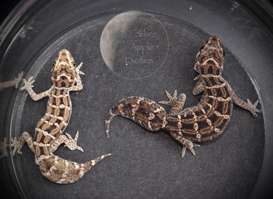 Viper Gecko Proven Pair More Gecko by Silver Apple Exotics, LLC