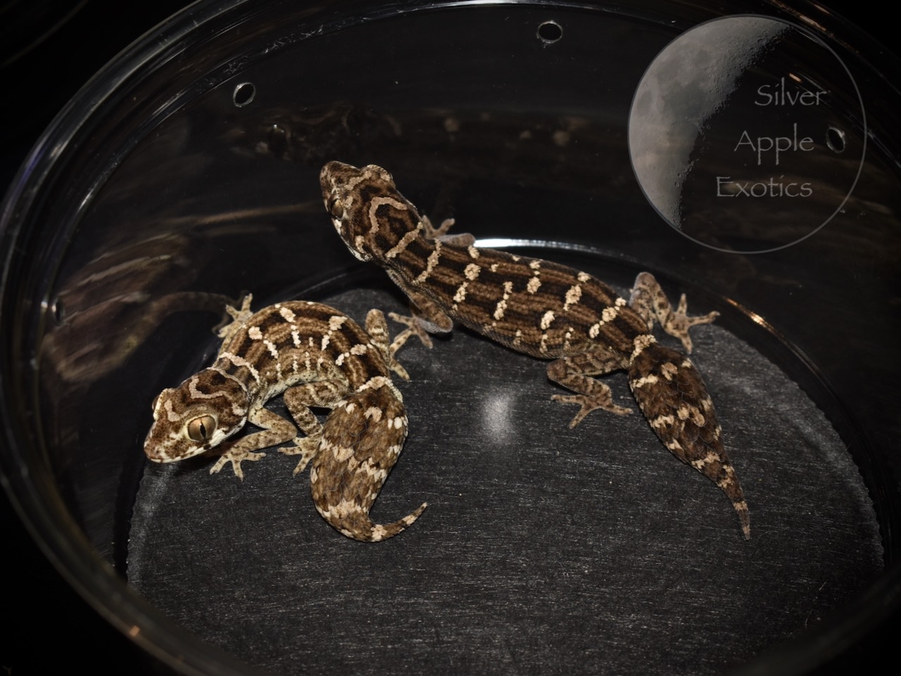 Viper Gecko Proven Pair More Gecko by Silver Apple Exotics, LLC ...