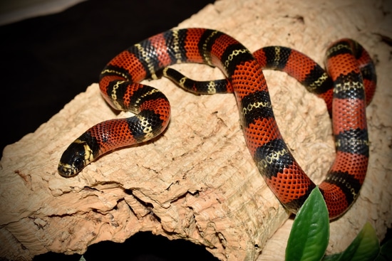 Male Yearling Costa Rican Black Milk Snake by Silver Apple Exotics, LLC