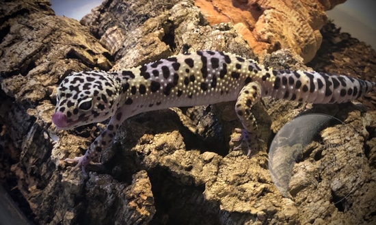 Pure E. M. Montanus Leopard Gecko by Silver Apple Exotics, LLC