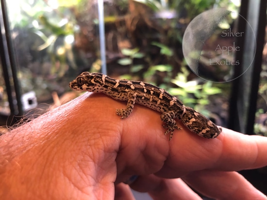 Viper Gecko Group Of Three Or More Unsexed Juveniles by Silver Apple ...