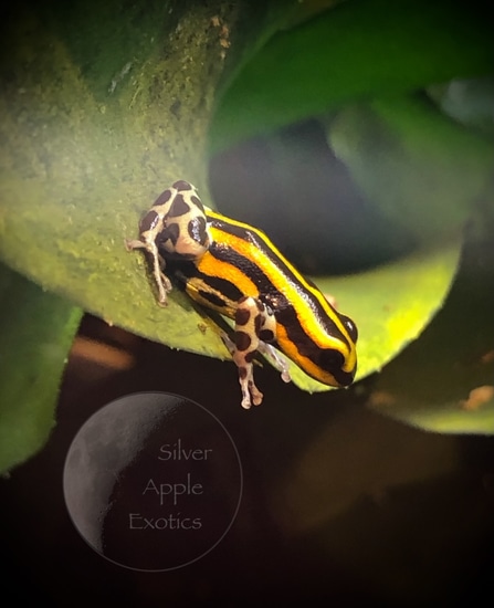 Sirensis 'Rio Pachitea Yellow' Other Dart Frog by Silver Apple Exotics, LLC