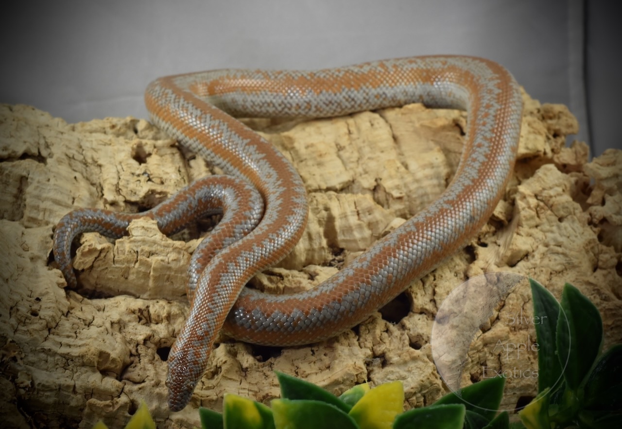 Anza Borrego Yearling Rosy Boa by Silver Apple Exotics, LLC - MorphMarket