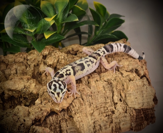 Eublepharis Angramainyu 'Ilam' Leopard Gecko by Silver Apple Exotics, LLC