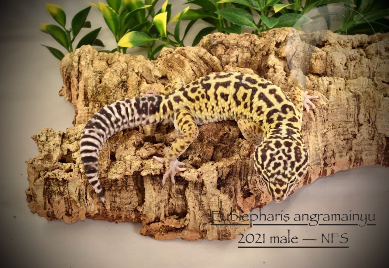 2021 Male Angramainyu Sire -- NFS Leopard Gecko by Silver Apple Exotics ...