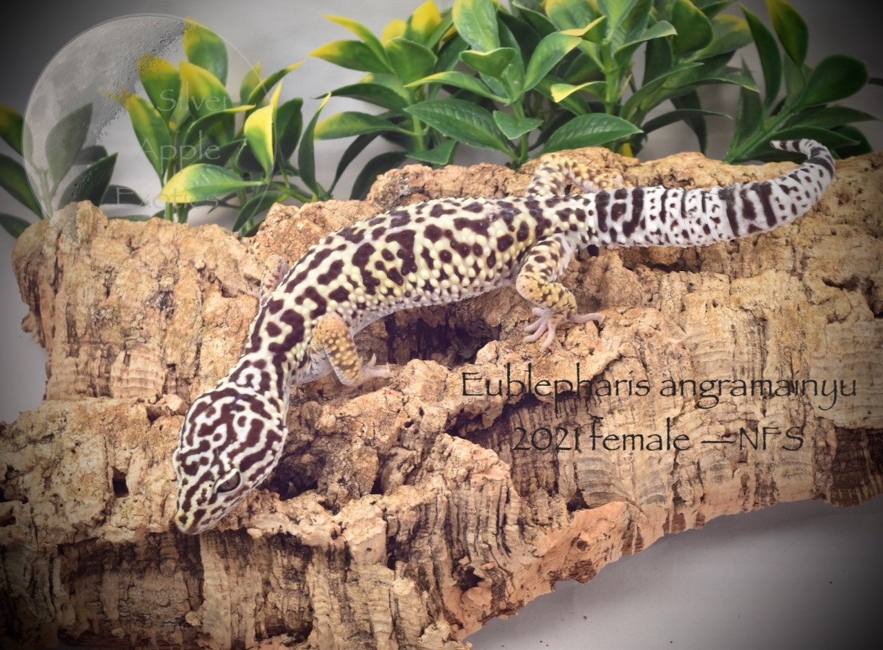 Silver Apple Exotics, LLC's Collection - MorphMarket