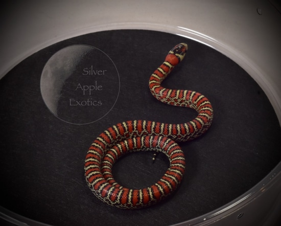 Knoblochi Female Chihuahua Mountain Kingsnake by Silver Apple Exotics, LLC