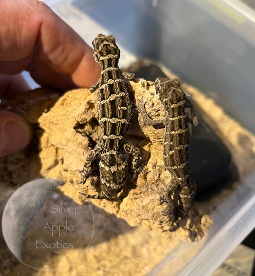 Sexed 1.1 Pair Viper Geckos by Silver Apple Exotics, LLC