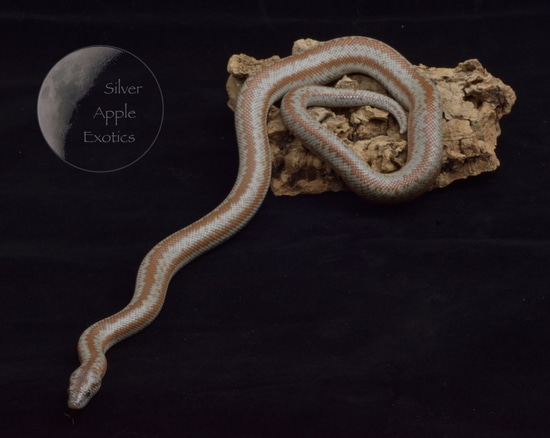Anza Borrego Rosy Boa by Silver Apple Exotics, LLC