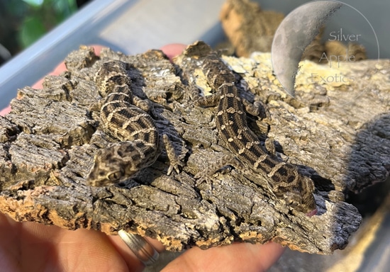 Group Of Four Male Viper Geckos by Silver Apple Exotics, LLC