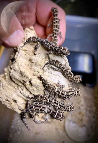 Group Of Six Viper Geckos! by Silver Apple Exotics, LLC