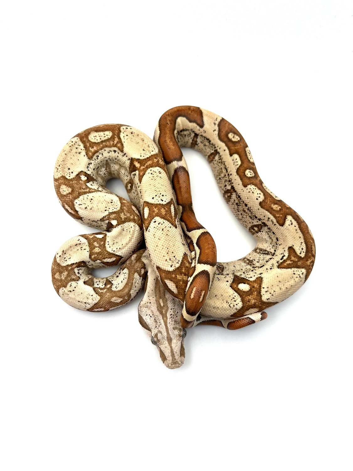 VPI Jungle | 66% Het Anery Boa Constrictor by Soda_City_Boas - MorphMarket