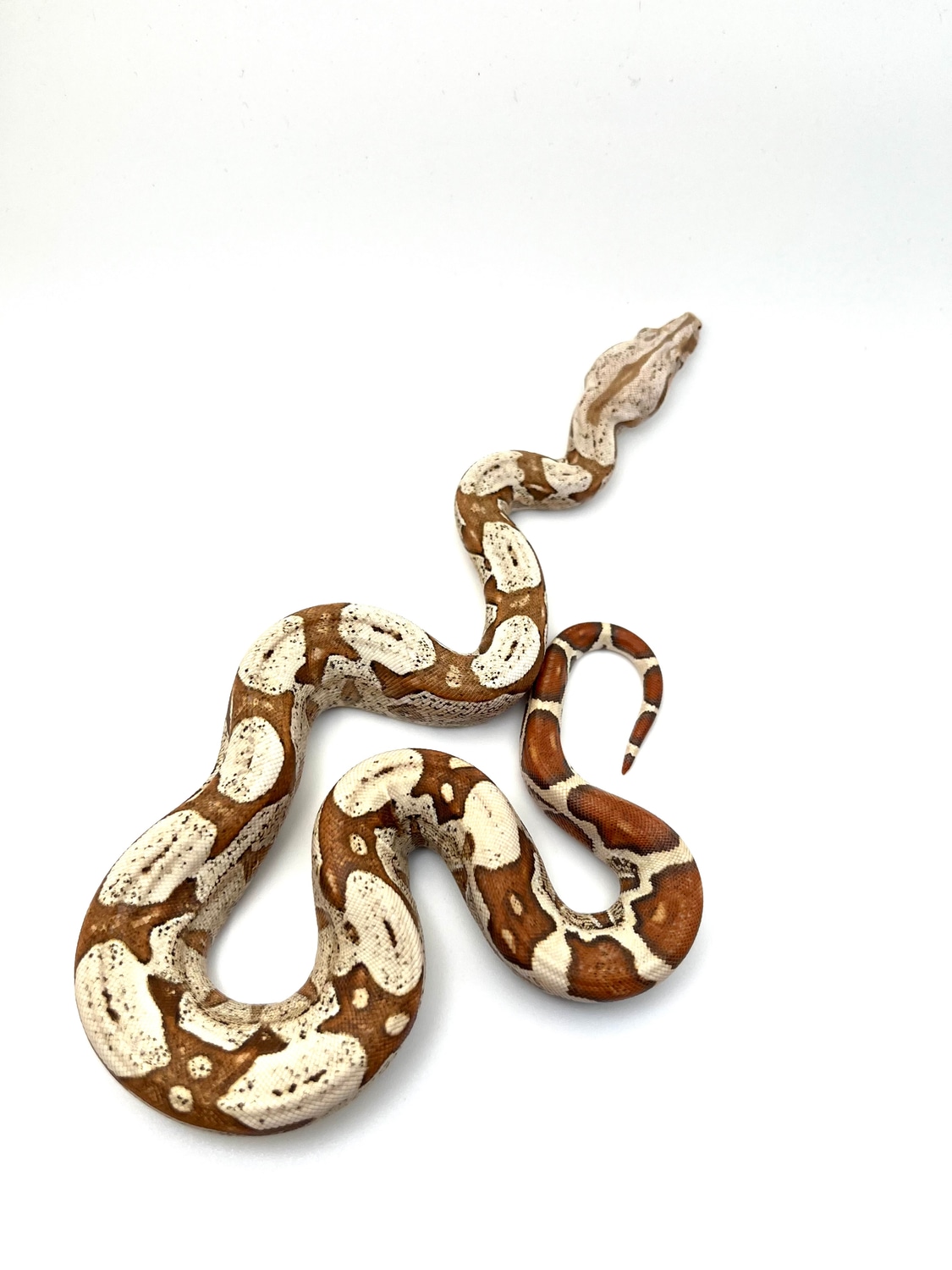 VPI Jungle | 66% Het Anery Boa Constrictor by Soda_City_Boas - MorphMarket