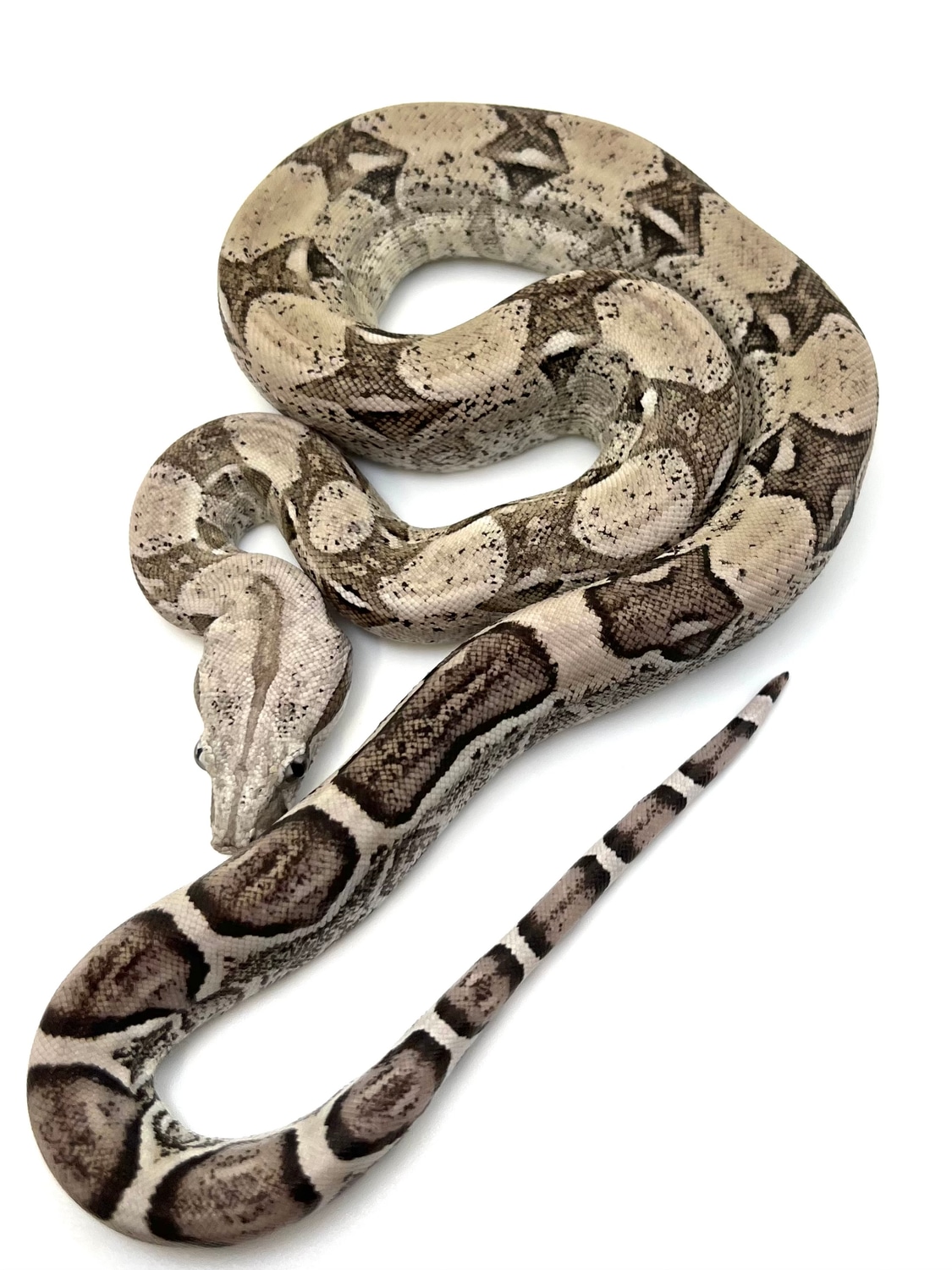 Anery | 100% Het VPI Boa Constrictor by Soda_City_Boas - MorphMarket