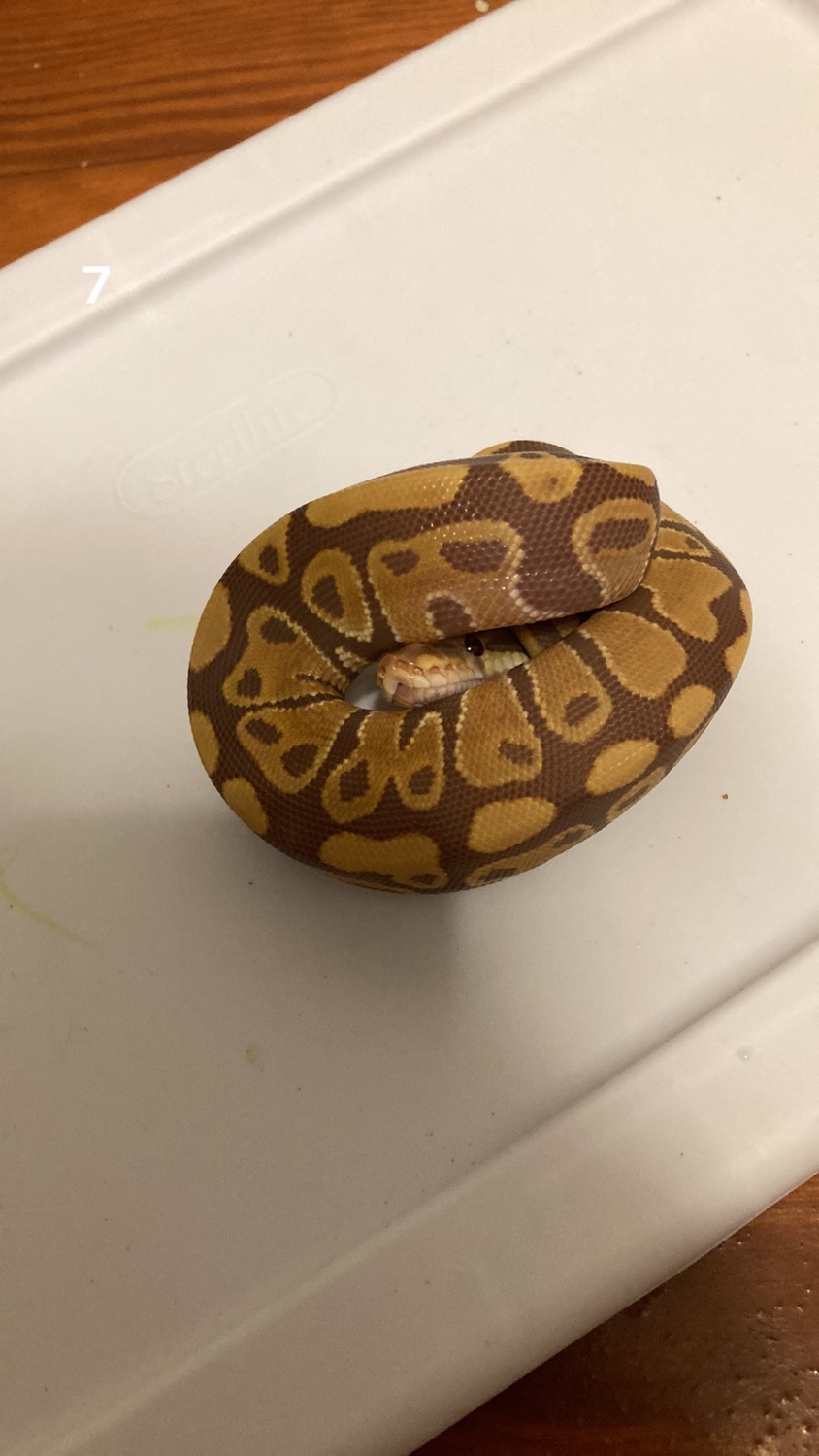 Female Ultramel Ball Python by Hartley ball pythons - MorphMarket