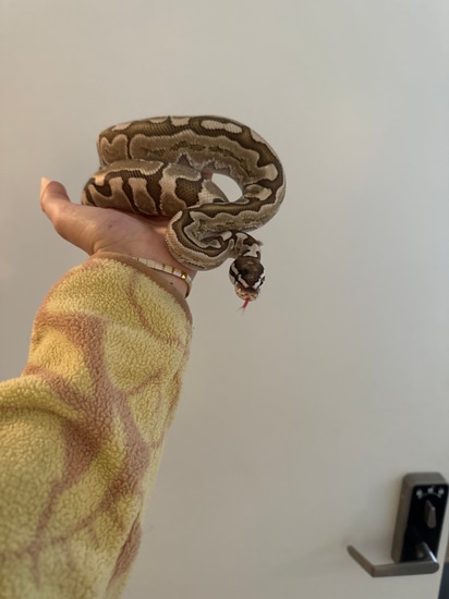 Bamboo Ball Python by Pipeline Pythons