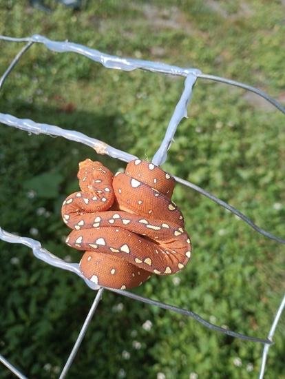 Red Neonate Biak Green Tree Python by Soflo-exotics