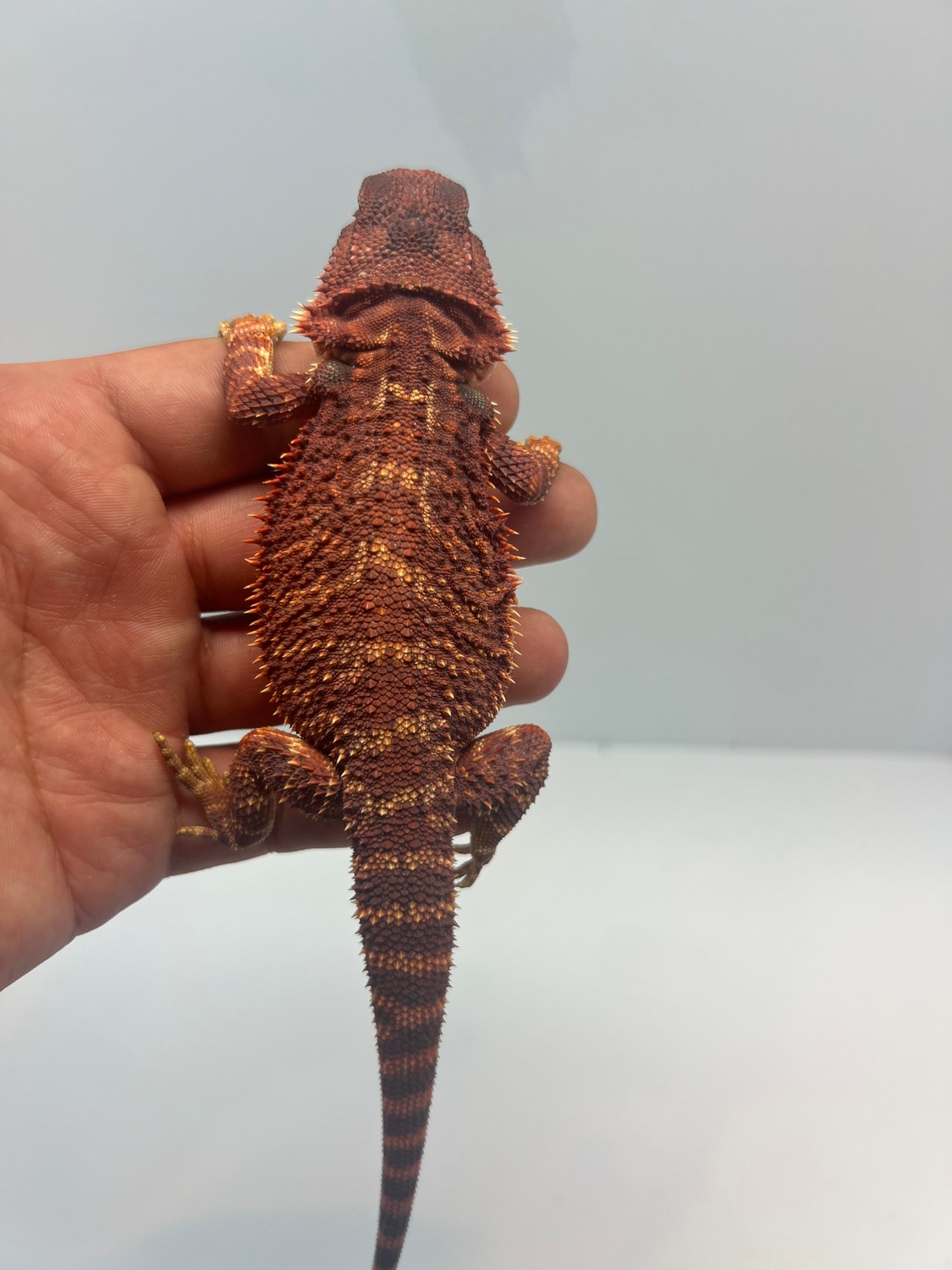 Brick Red Double Het 100% Red Monster Bloodline Central Bearded Dragon ...