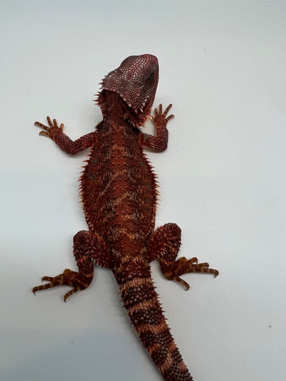 Double Het 100% Red Monster Bloodline Central Bearded Dragon by SoFlo ...