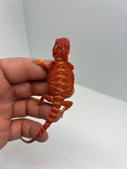 Hypo Het Trans Spain / German Bloodline Central Bearded Dragon by SoFlo ...