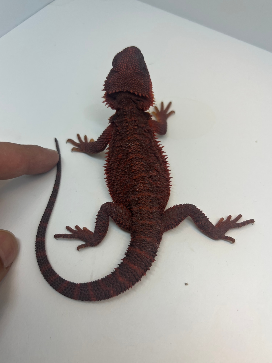 Dark Red Trans Het Hypo Red Monster Bloodline Central Bearded Dragon by ...