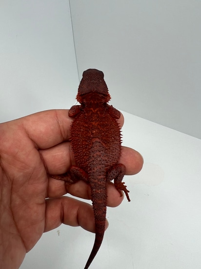 Dark Red Trans Het Hypo 100% Red Monster Bloodline Central Bearded ...