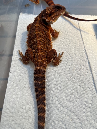 Double Het 100% Red Monster Central Bearded Dragon by SoFlo Dragons LLC
